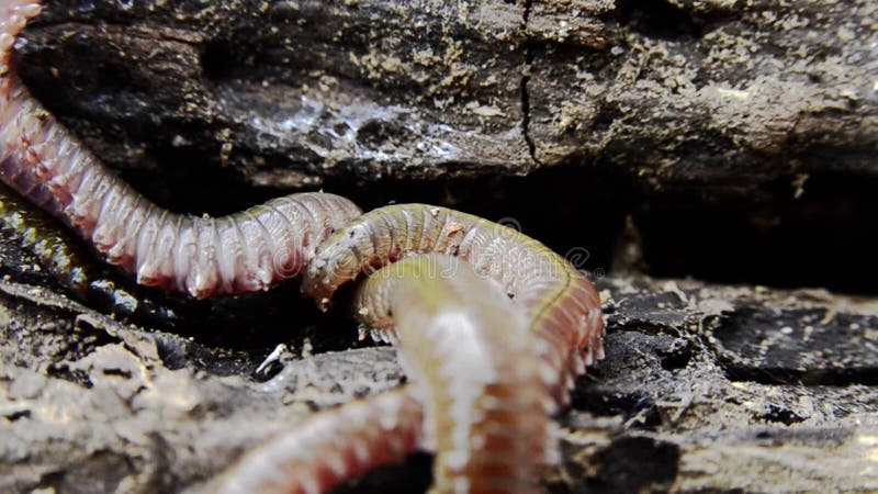 Worms stock video. Video of korean, environment, earthworm - 45144349