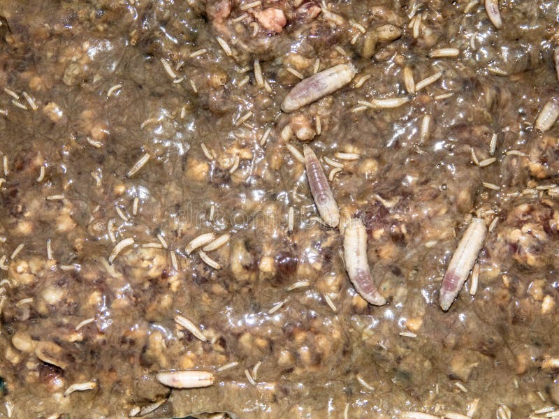 Maggots on rotten apple stock photo. Image of isolated - 5579802