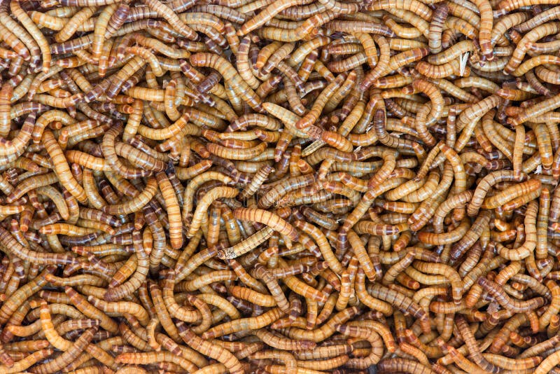 Worms, Meal Worms. Larvae of the Beetle Tenebrio Molitor Stock Image ...
