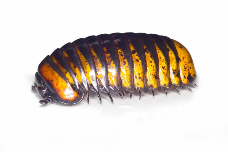 Gammarus Balcanicus (Amphipoda) a Small Crustacean Stock Photo - Image ...