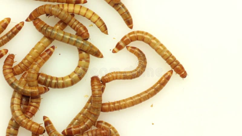 Bug Maggot Moving on Ground, White Grub in Soil, Insect Metamorphosis ...