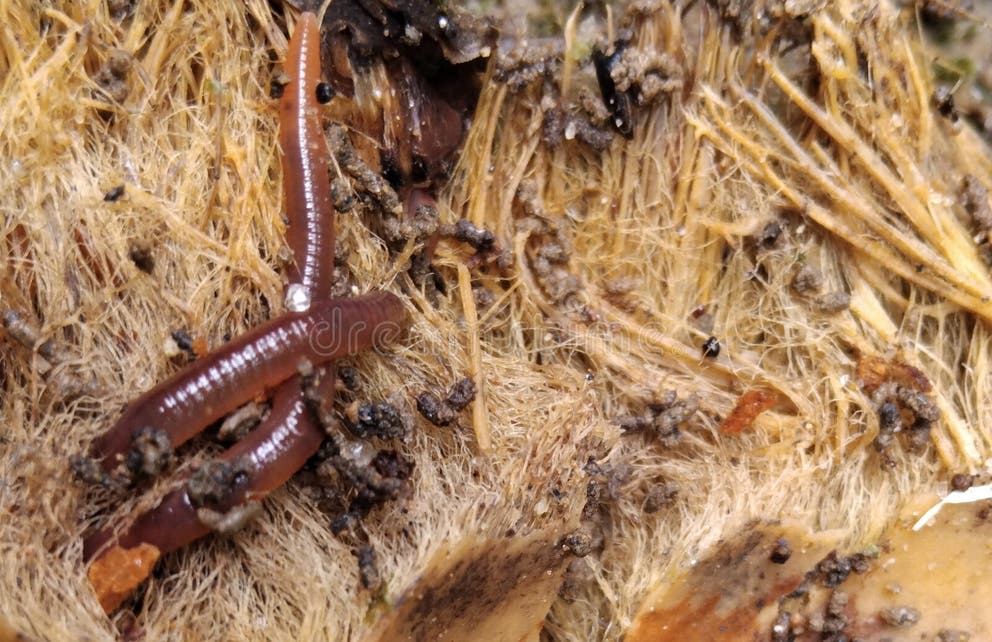 Worms Nest in Damp Coconut Fiber Stock Image - Image of soil, fiber ...