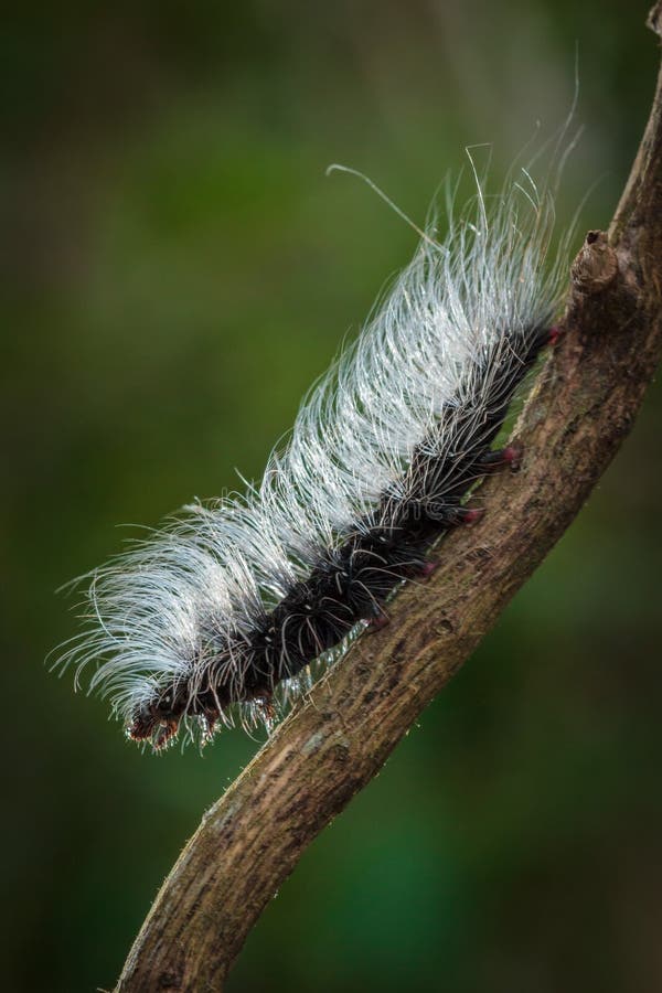 Worms stock image. Image of outdoors, caricae, fuzzy - 79784267