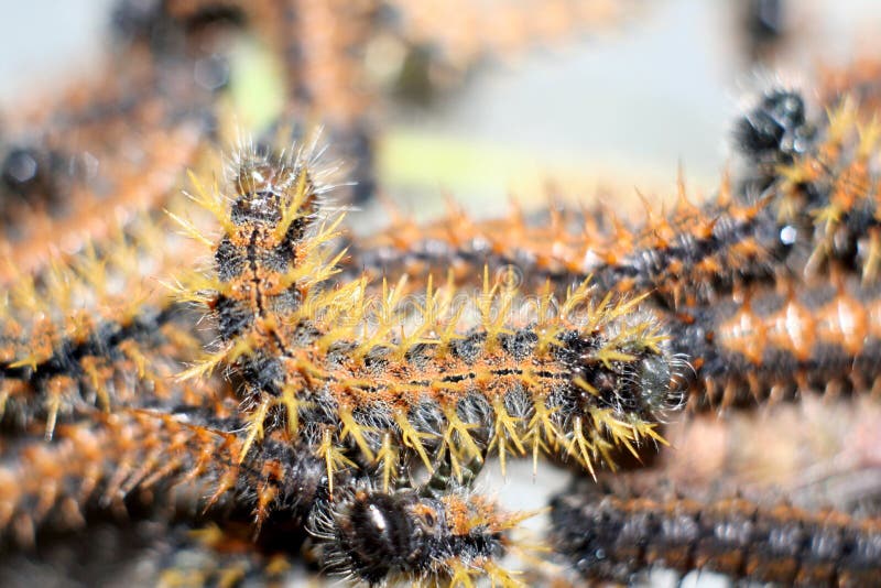 Worms On A Tree Picture. Image: 826998