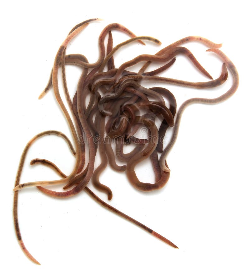 115 Night Worms White Background Stock Photos - Free & Royalty-Free ...