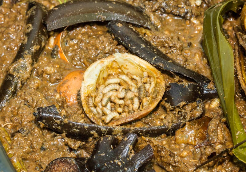 Worms stock image. Image of recycling, vermicompost, compost - 78433589