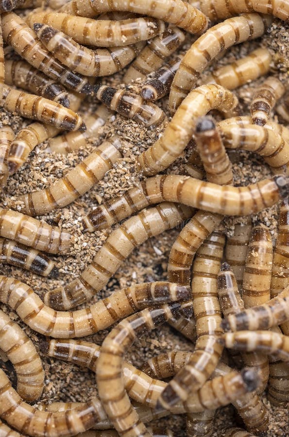 Close Up Shooting of Worms. Selective Focus Stock Photo - Image of ...