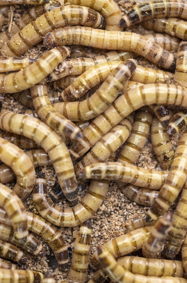 Worms Zophobas Morio. Close Up Shooting of Worms. Selective Focus Stock ...