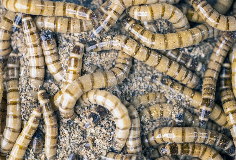 Worms Zophobas Morio. Close Up Shooting of Worms. Selective Focus Stock ...