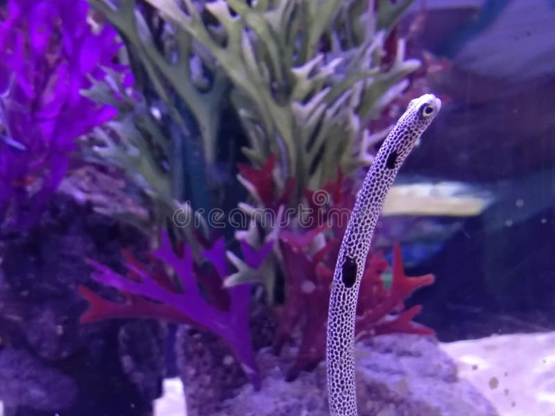 Worm Op De Haak Van Het Vissenaas Stock Afbeelding - Image of visserij ...