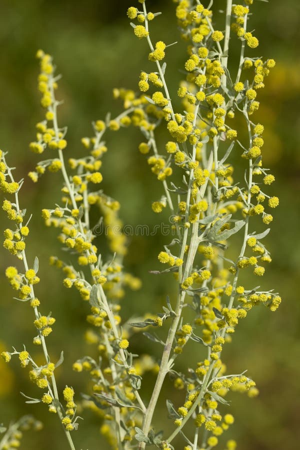 Wormwood stock image. Image of herb, meadow, yellow, herbal - 26340237