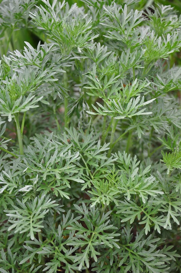 Wormwood Artemisia Absinthium Stock Photo - Image of flower, absinthe ...