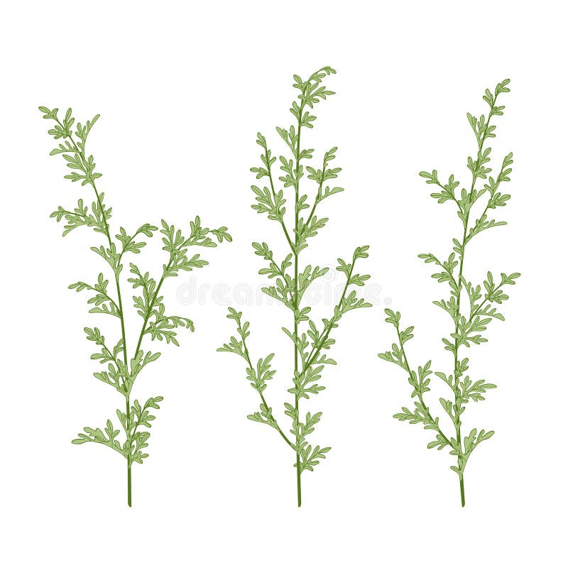 Wormwood Stock Illustrations – 1,602 Wormwood Stock Illustrations, Vectors & Clipart - Dreamstime