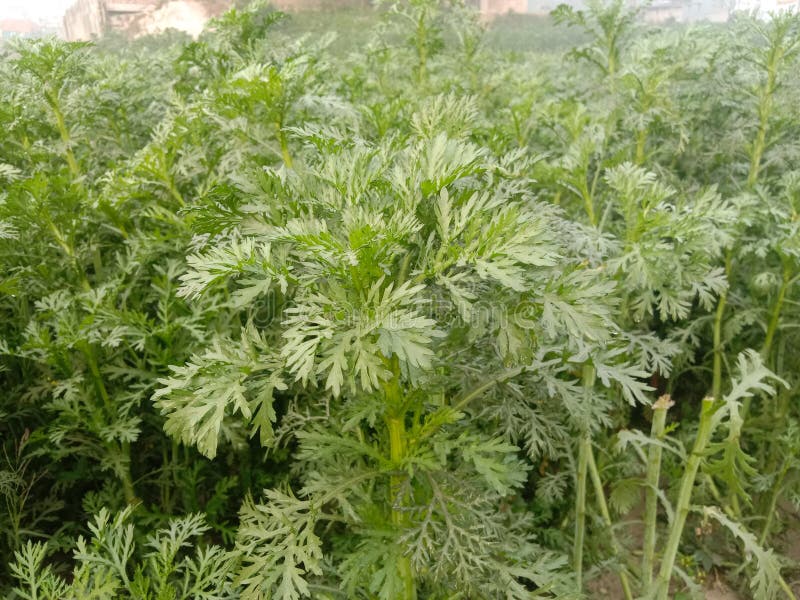 Wormwood Tree Farm Used in the Alcoholic Drinks Stock Photo - Image of ...