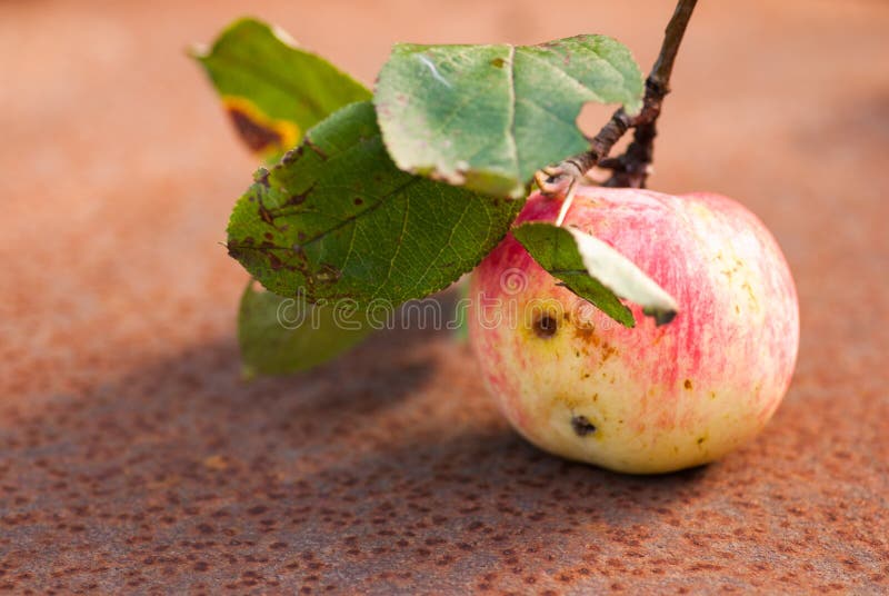 Wormy Apple with Leaves on the Rusty Sheet. Copyspace Stock Photo ...