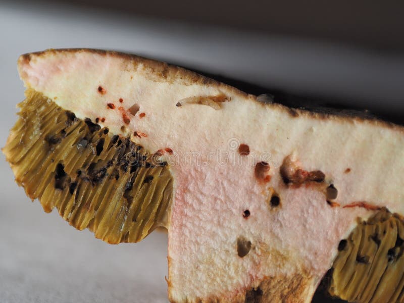 A wormy mushroom stock photo. Image of closeup, fungus - 261452106