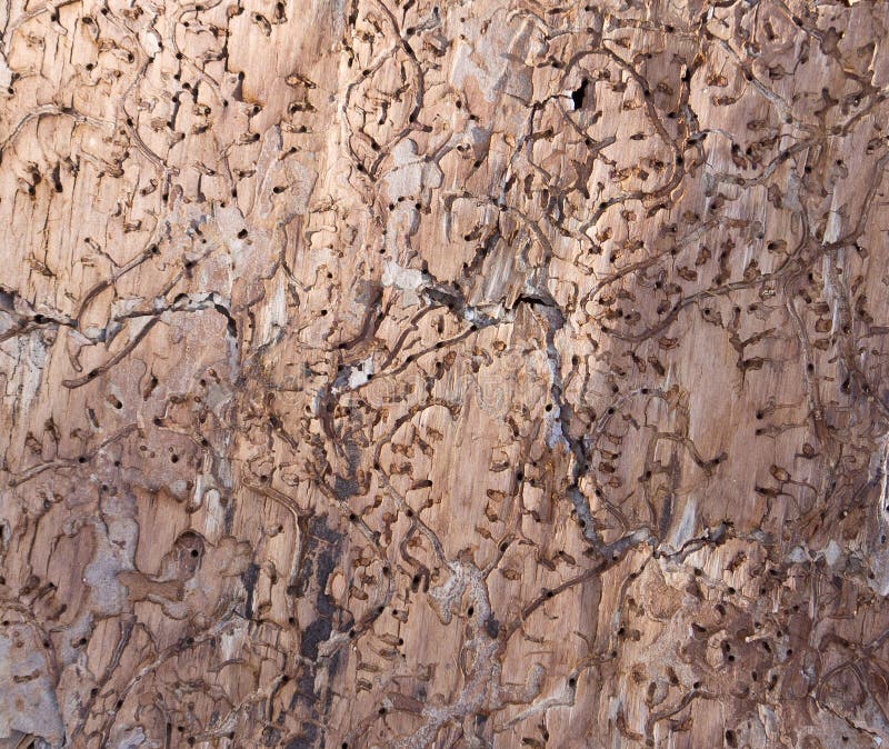 Wormy Wood stock photo. Image of aged, dried, rotting - 23472092