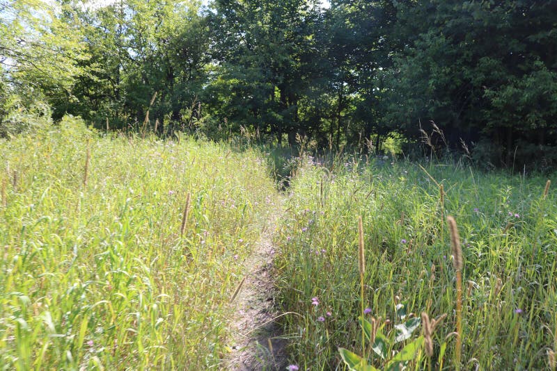 Trail through a Field in Michigan Stock Image - Image of meadow, trail ...