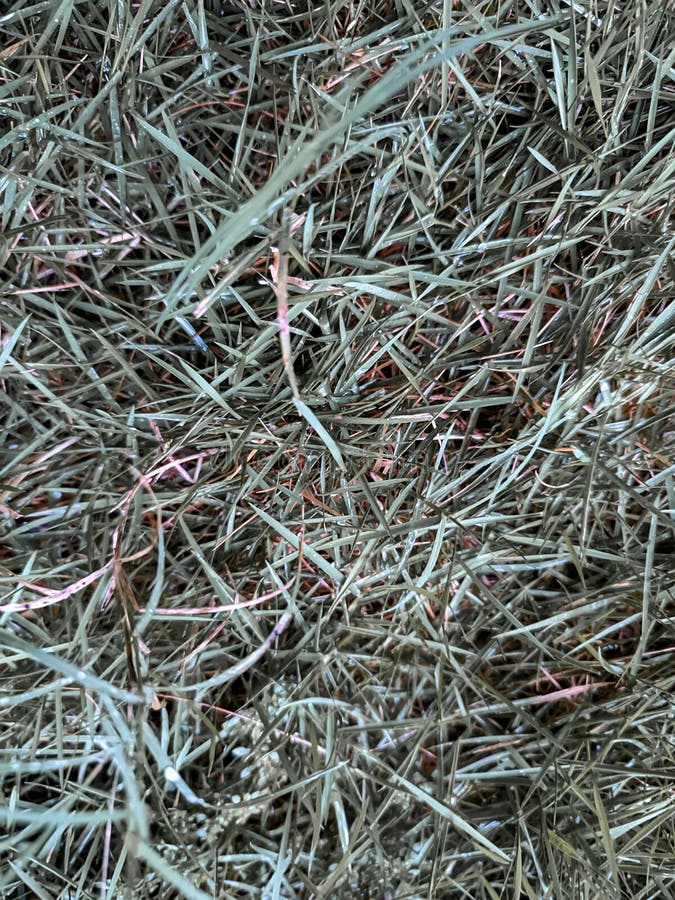 Worn Green Weed Grass Background Stock Image - Image of leaf, weed ...