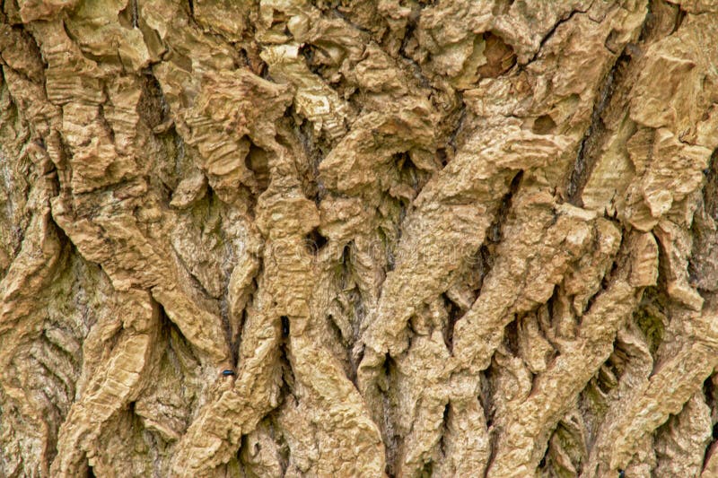 Worn Old Tree Bark with Diamond Patterns Stock Image - Image of relief ...