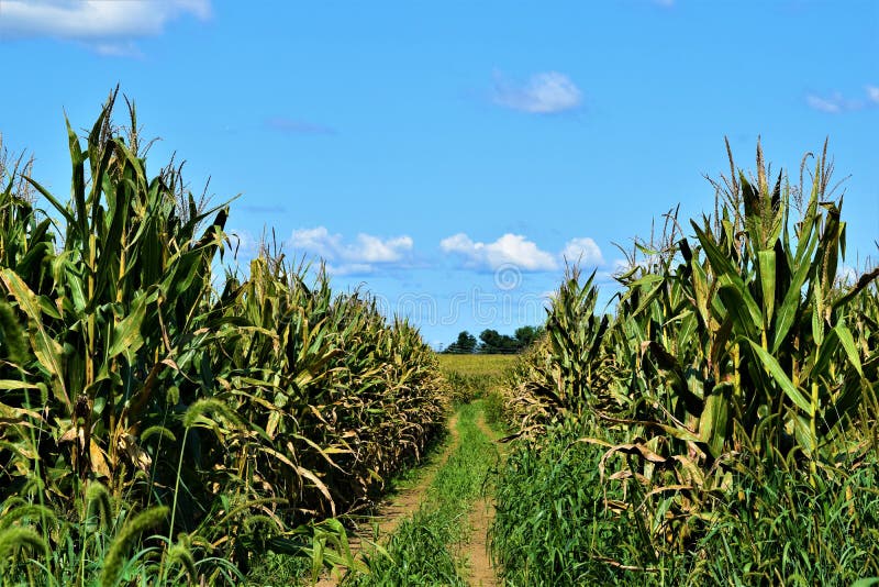 Corn Field Path stock image. Image of crops, cultivated - 28032027