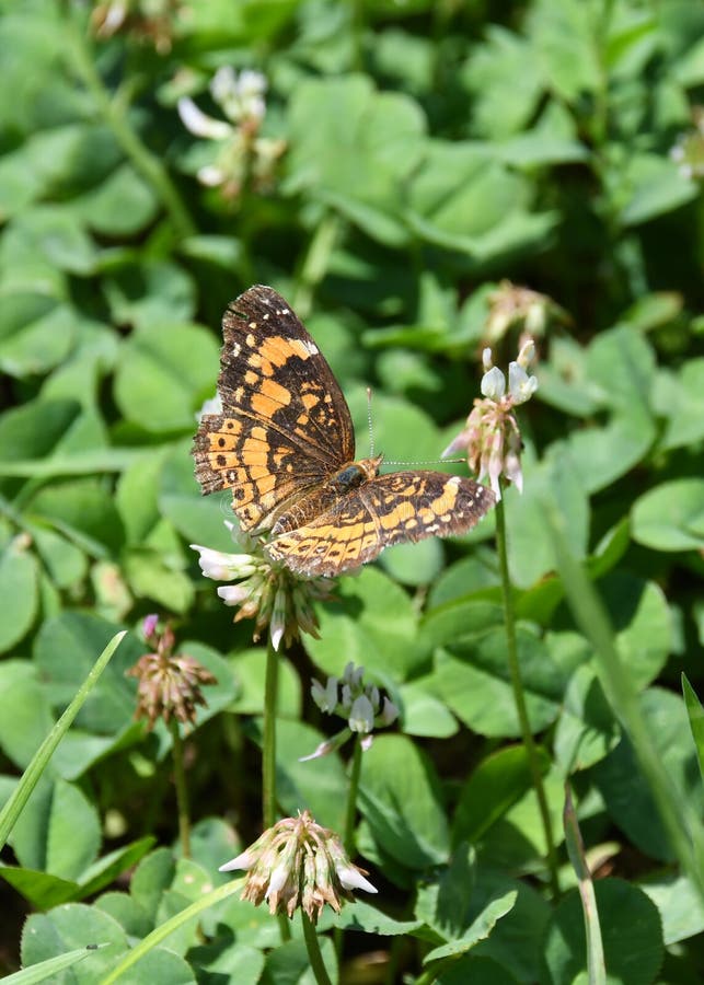 Silvery Checkerspot Butterfly on Wildflower Stock Image - Image of ...