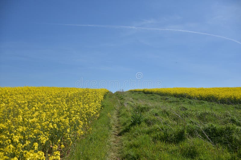 Worn Walking Path through Field of Seed Stock Image - Image of rural ...