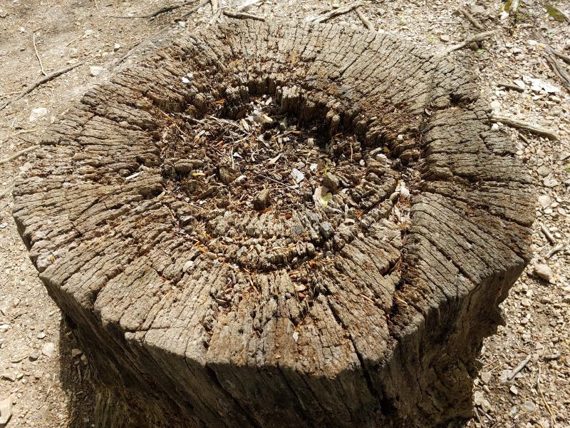 Worn and Weathered Brown Tree Stump and Bark Stock Image - Image of ...