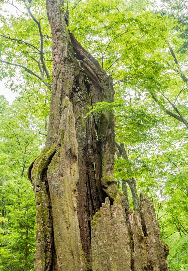 635 Old Weathered Elm Tree Stock Photos - Free & Royalty-Free Stock ...