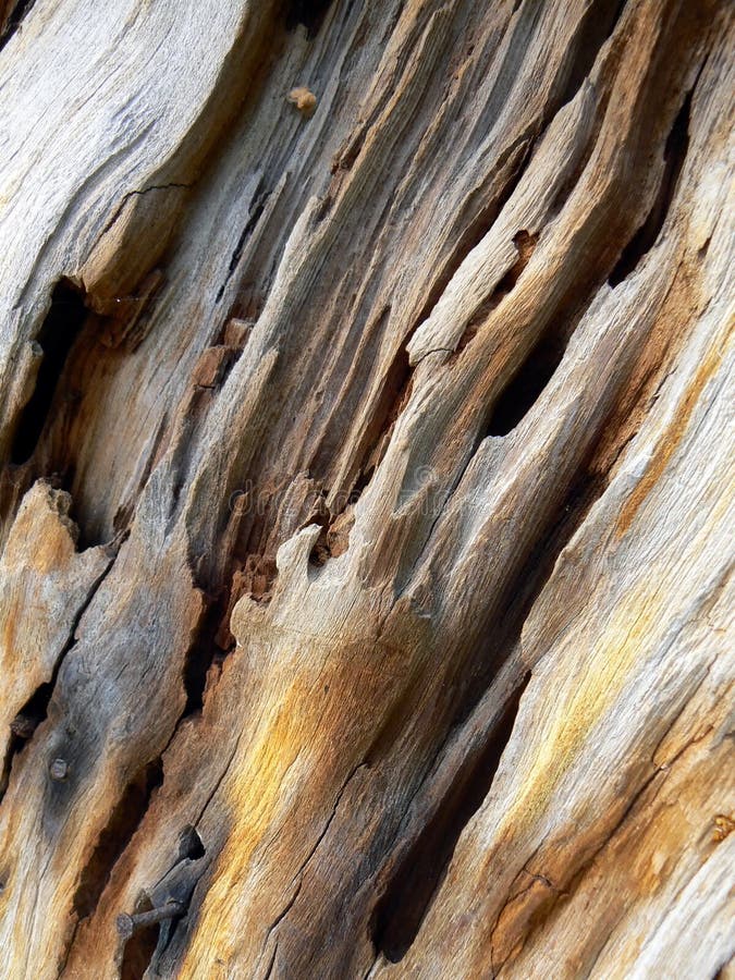 1,100+ Weathered tree Free Stock Photos - StockFreeImages