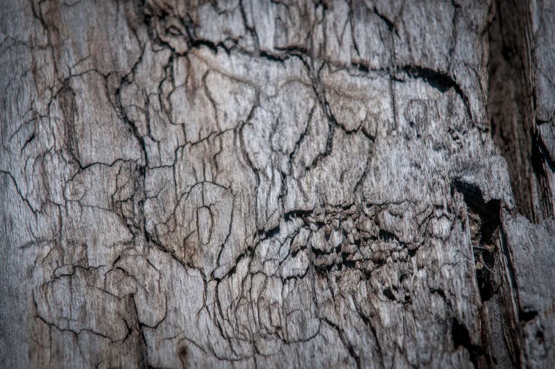 Worn Wood on Rustic Fence Post Stock Image - Image of detail, peace ...