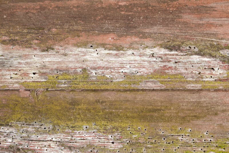 Worn wood texture stock photo. Image of background, bark - 205220716