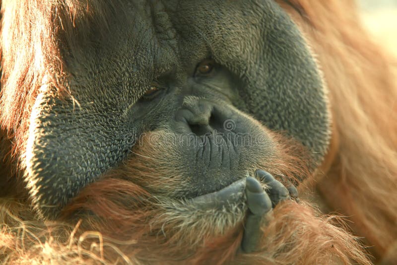 Worried stock photo. Image of worried, tired, think, sick - 16212030