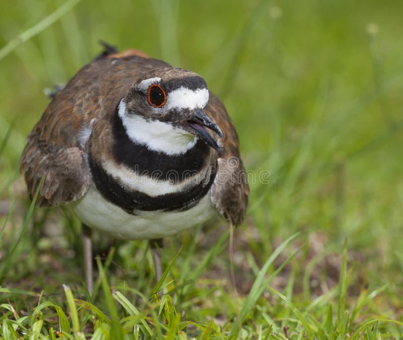 Worried bird stock image. Image of grass, mouth, white - 72496483