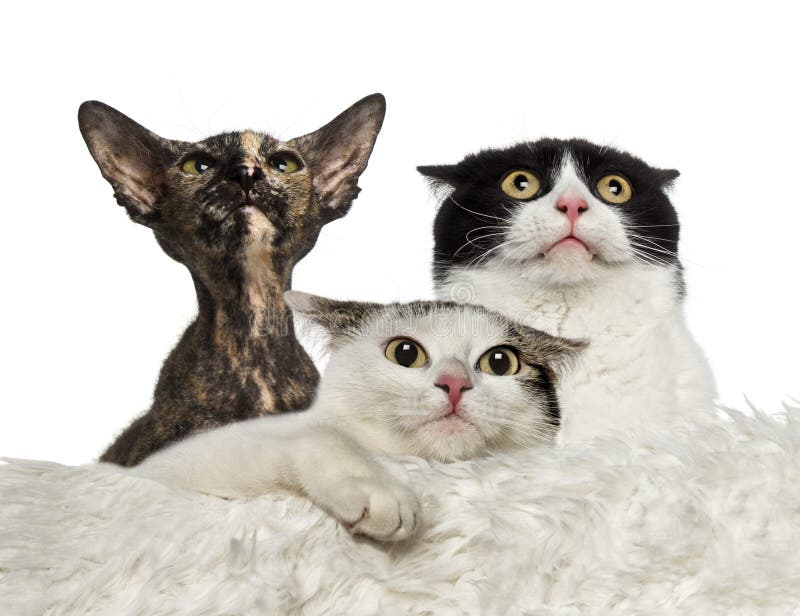 Worried cats stock image. Image of isolated, domestic - 44429769