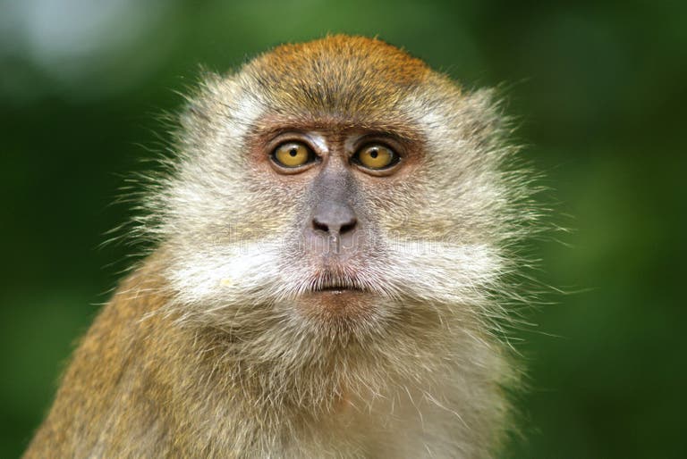 135 Monkey Pondering Stock Photos - Free & Royalty-Free Stock Photos ...