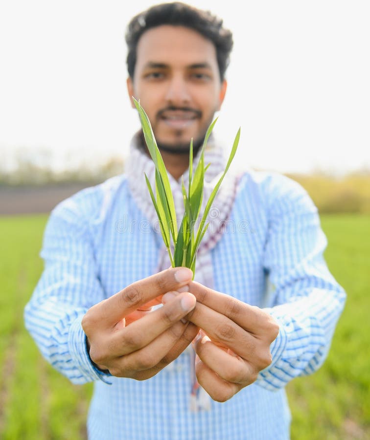 Worry less ,indian Farmer Standing in His Healthy Wheat Field Stock ...