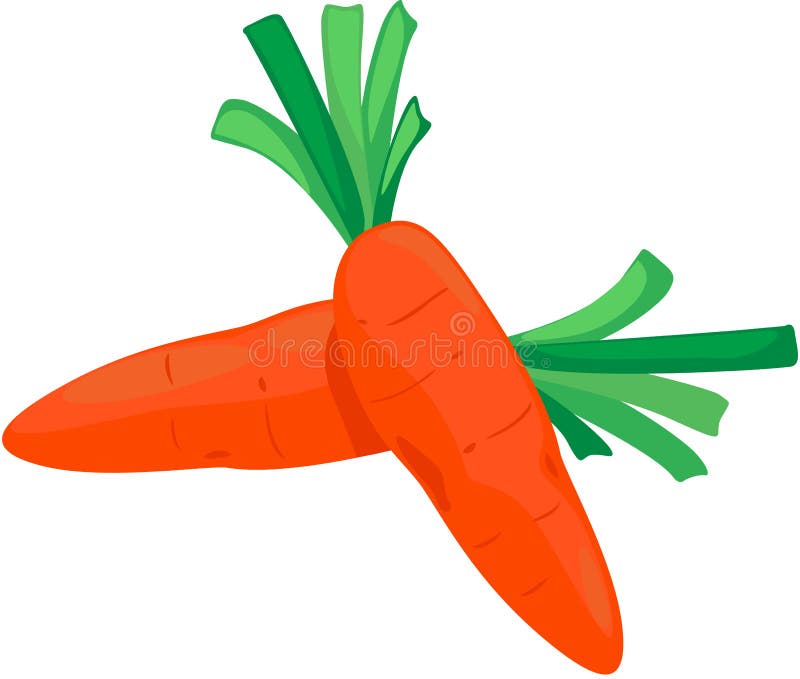 Oranje wortel vector illustratie. Illustration of sappig - 16266406