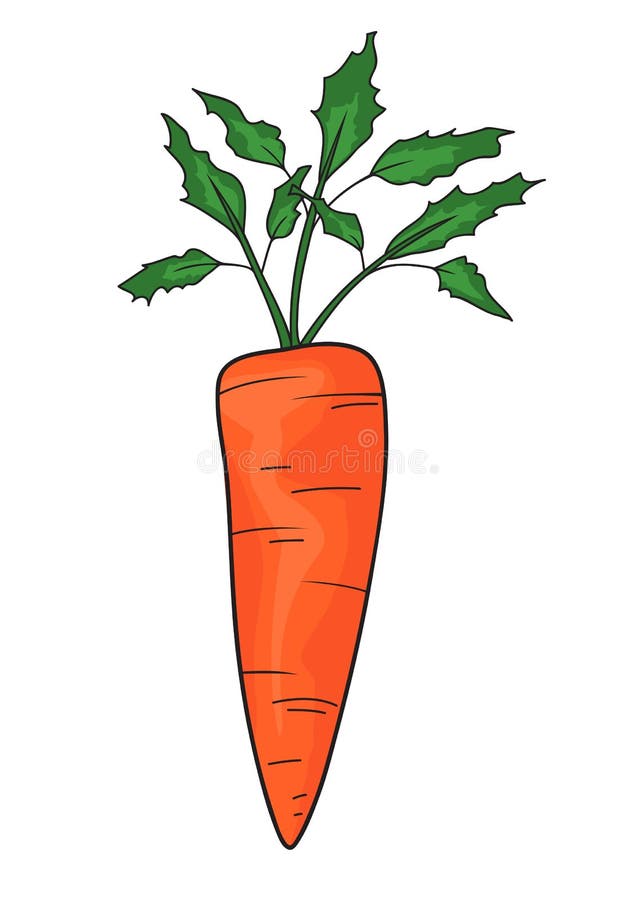 Wortel vector illustratie. Illustration of voeding, ecologisch - 39520155