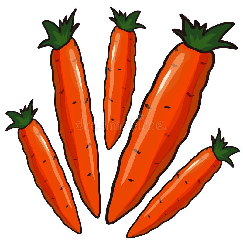 Wortel Op Witte Achtergrond Vector Illustratie - Illustration of ...