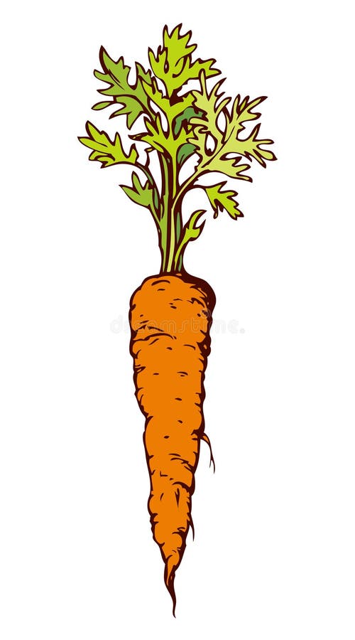 Wortel Vector tekening vector illustratie. Illustration of oogst - 71636813