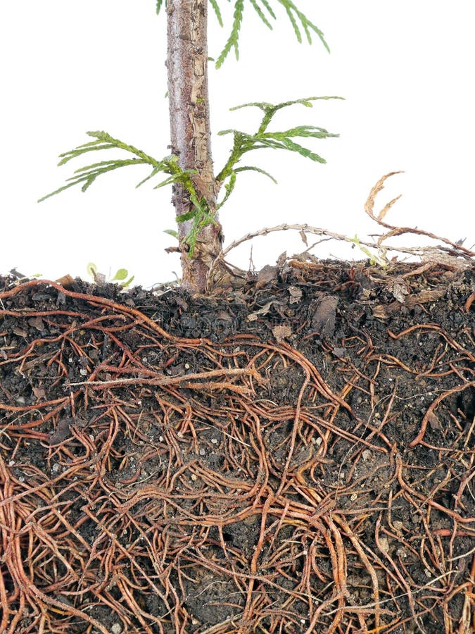 Wortelstructuur stock foto. Image of groen, installatie - 34745554