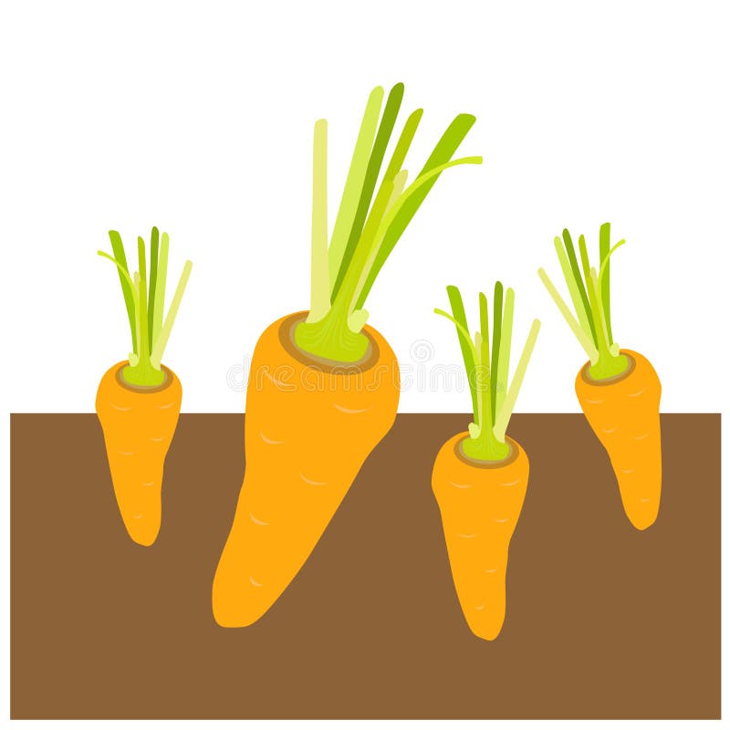 Wortel vectorachtergrond vector illustratie. Illustration of recept ...