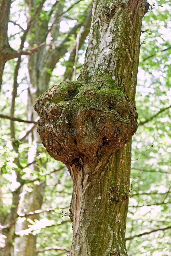 Wound stock photo. Image of sick, seal, close, moss, wood - 25926694