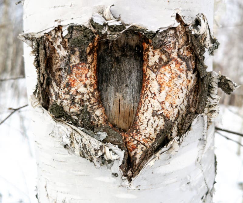 A Wound on a Birch Tree As an Abstract Background Stock Image - Image ...