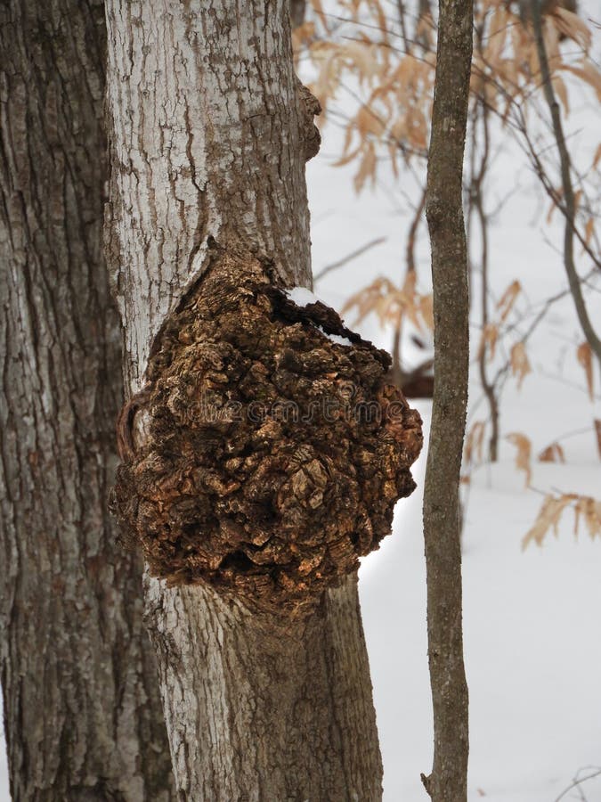 Tree Wound Burr in FingerLakes Forest in NYS Stock Image - Image of ...