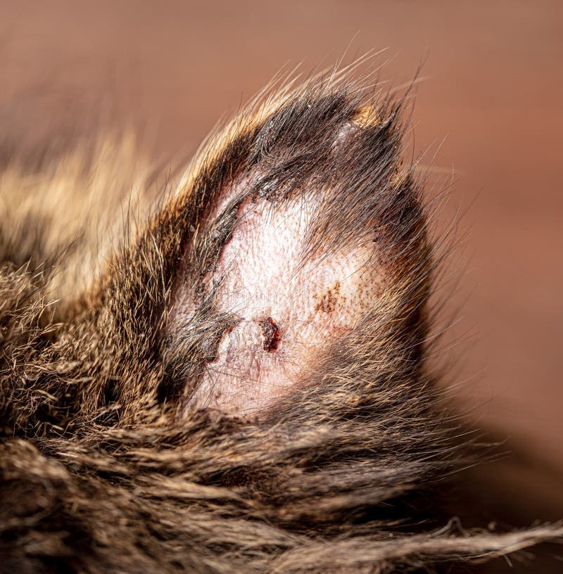A Wound on the Ears of the Cat Stock Photo - Image of hair, kind: 215108918