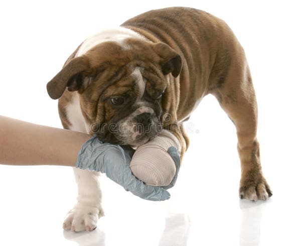 Wounded animal stock image. Image of clinic, pedigreed - 13481233