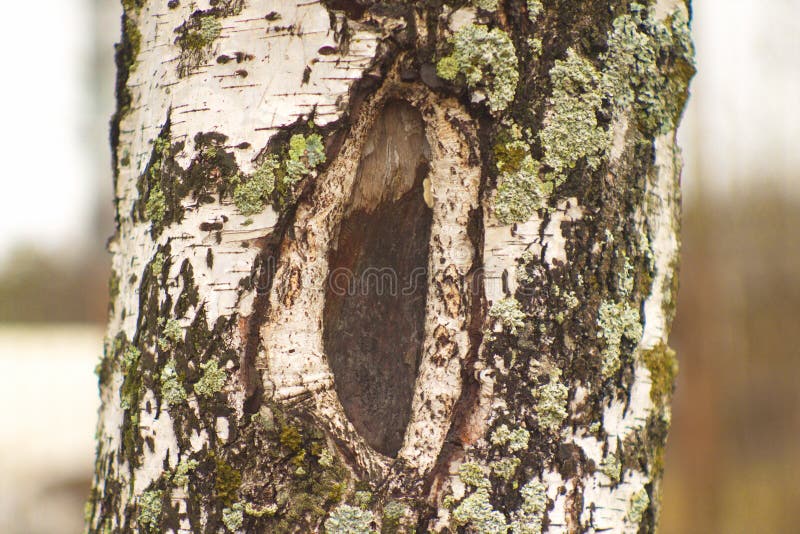 Wounded birch stock image. Image of birch, bark, trees - 55787511