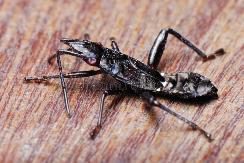 958 Black Bug Feelers Stock Photos - Free & Royalty-Free Stock Photos ...